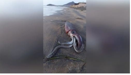 Rinvenuto su una spiaggia di Tenerife un altro calamaro gigante – Sei ...
